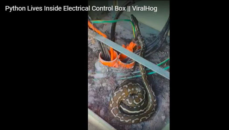 Australian Electricians Accept Python’s Assistance | EC&M