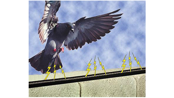 Bird deterrent system | EC&M