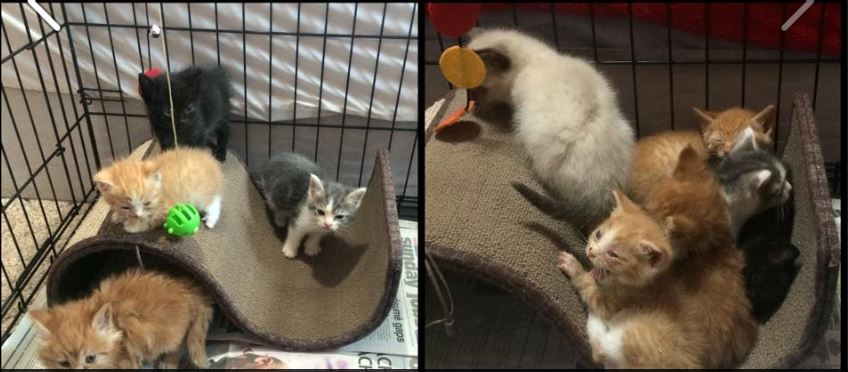 Electricians Rescue Kittens In Wall | EC&M